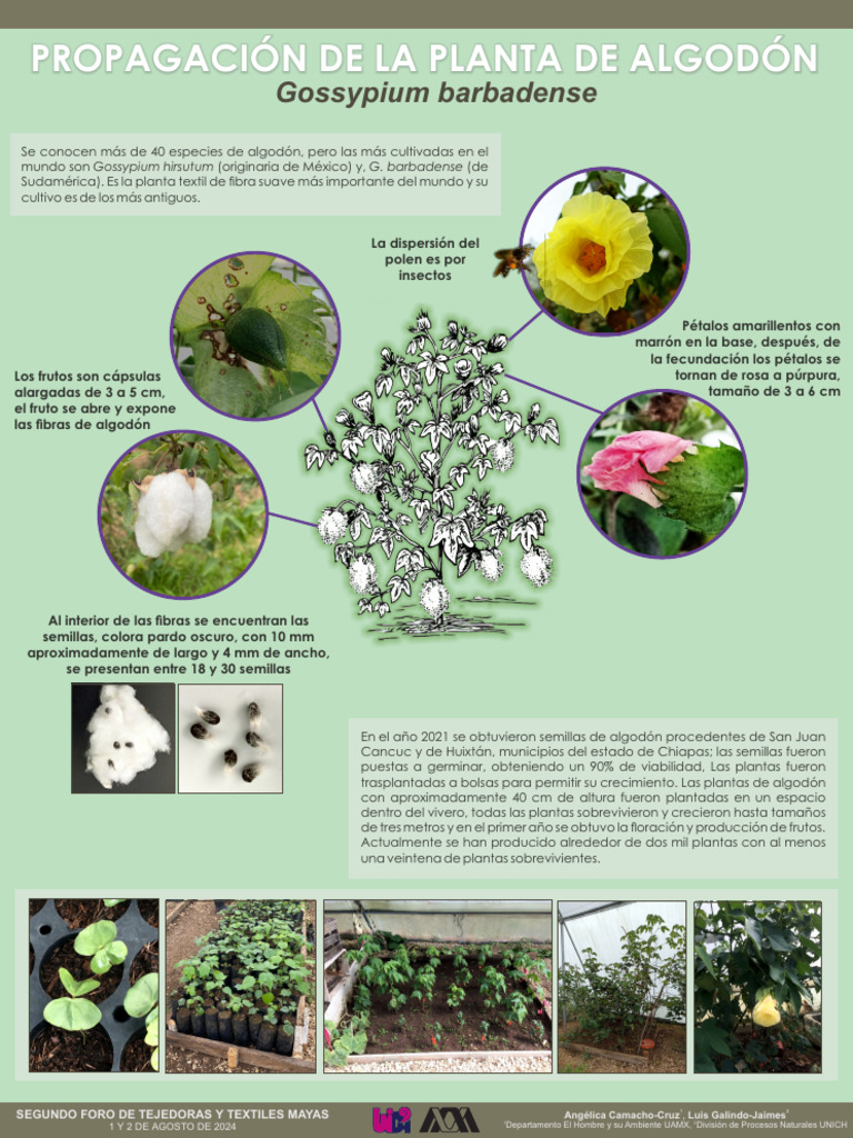 Algodon LGJ | PDF | Algodón | Semilla