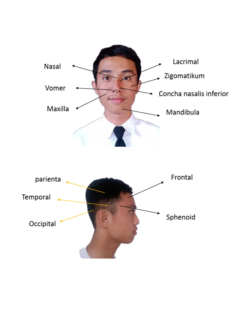 Tgs Anatomi Wajah | PDF