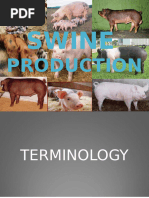 Swine Terminology | PDF | Pig | Livestock