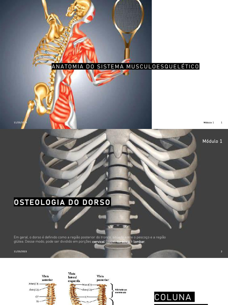Anatomia - Dorso | PDF | Coluna vertebral | Vértebra