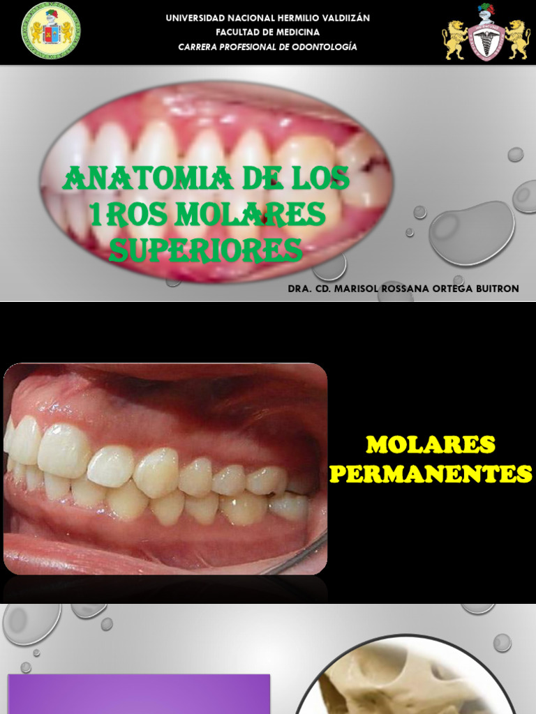 Semana 10 - Anatomía de Los 1ros Molares Superiores | PDF | Anatomia ...