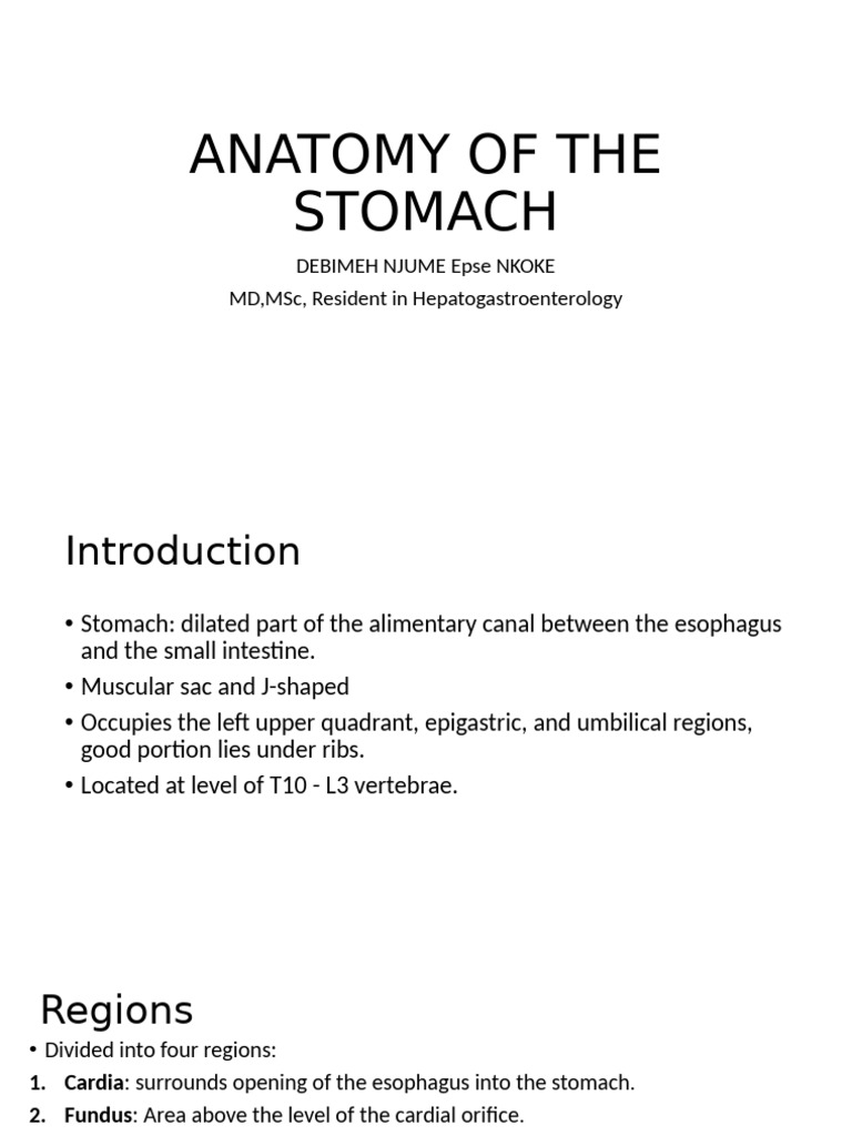 Anatomy of the Stomach | PDF | Stomach | Esophagus