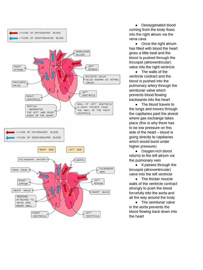 Heart Blood Flow Process Explained | PDF