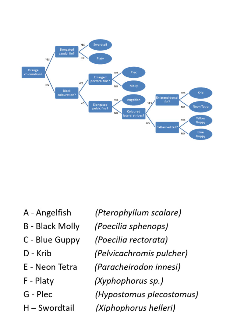Fish - Dichotomous Key (Answers) | PDF | Fish And Humans | Fishkeeping