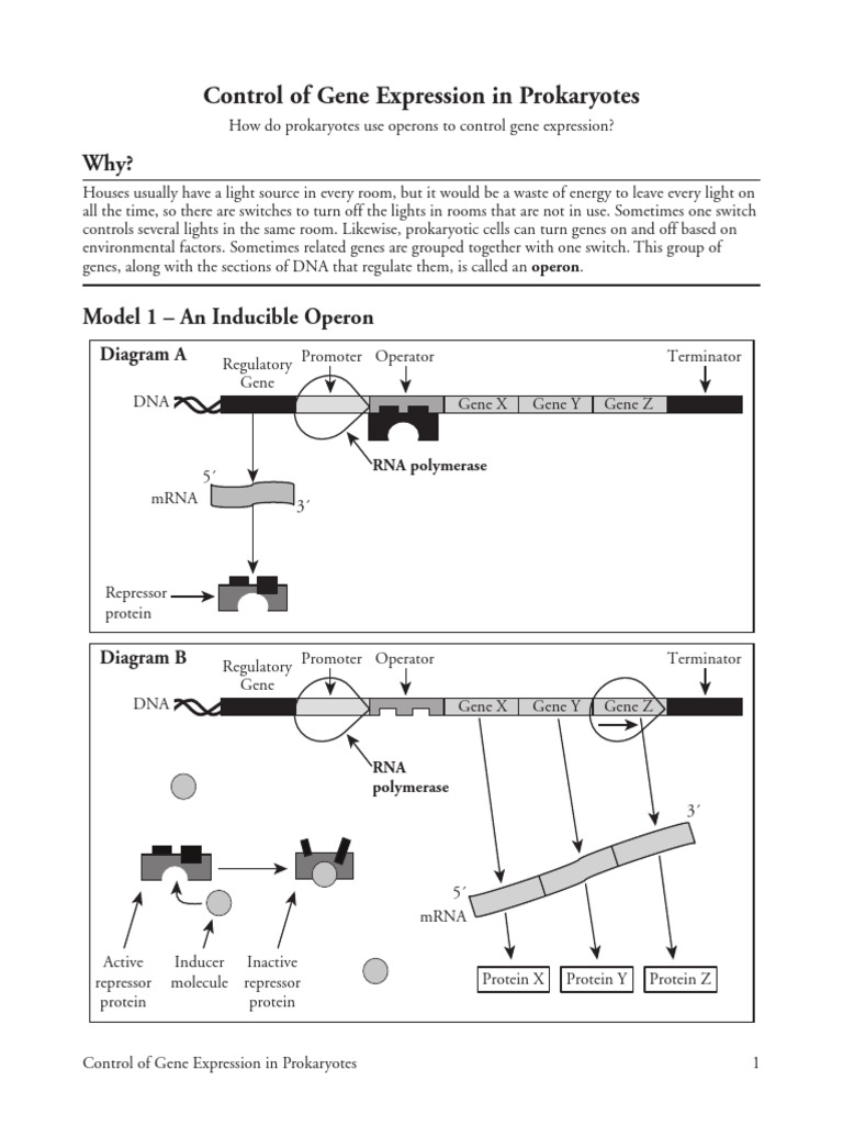 Prokaryotic Gene Expression Control | PDF | Operon | Repressor