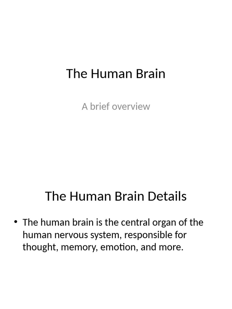 Presentation 5 The Human Brain | PDF