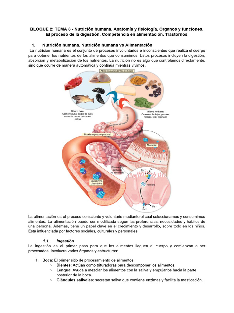 Bloque 2 Sha - Tema 3 | PDF | Digestión | Sistema digestivo humano
