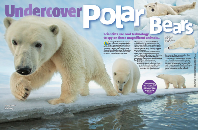 Undercover Polar Bear Research Techniques | PDF | Polar Bear | Bears