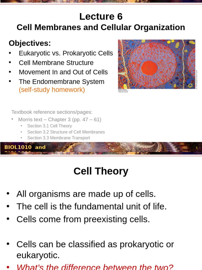L6 Cell Membranes and Cellular Organization | PDF | Cell Membrane | Cell (Biology)