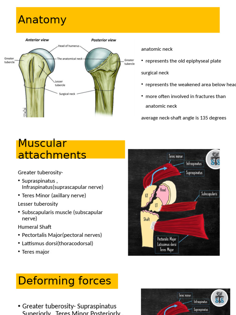 Prox Humeus - No Video | PDF | Joints | Limbs (Anatomy)
