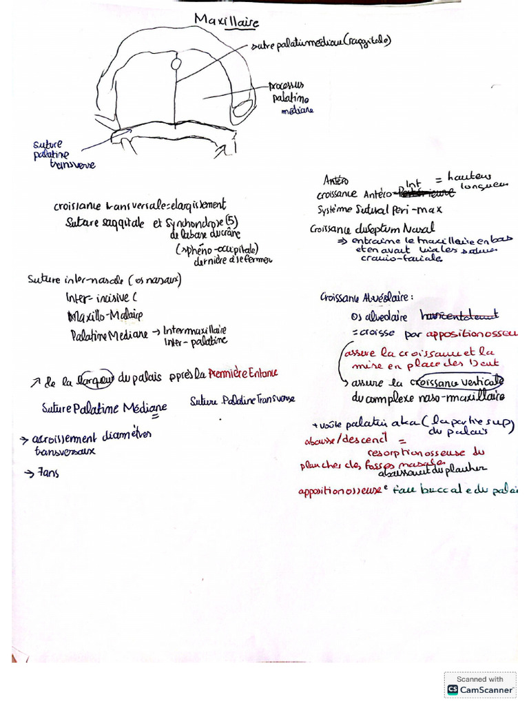 Fiche Révision Anat Descriptive Physio e | PDF