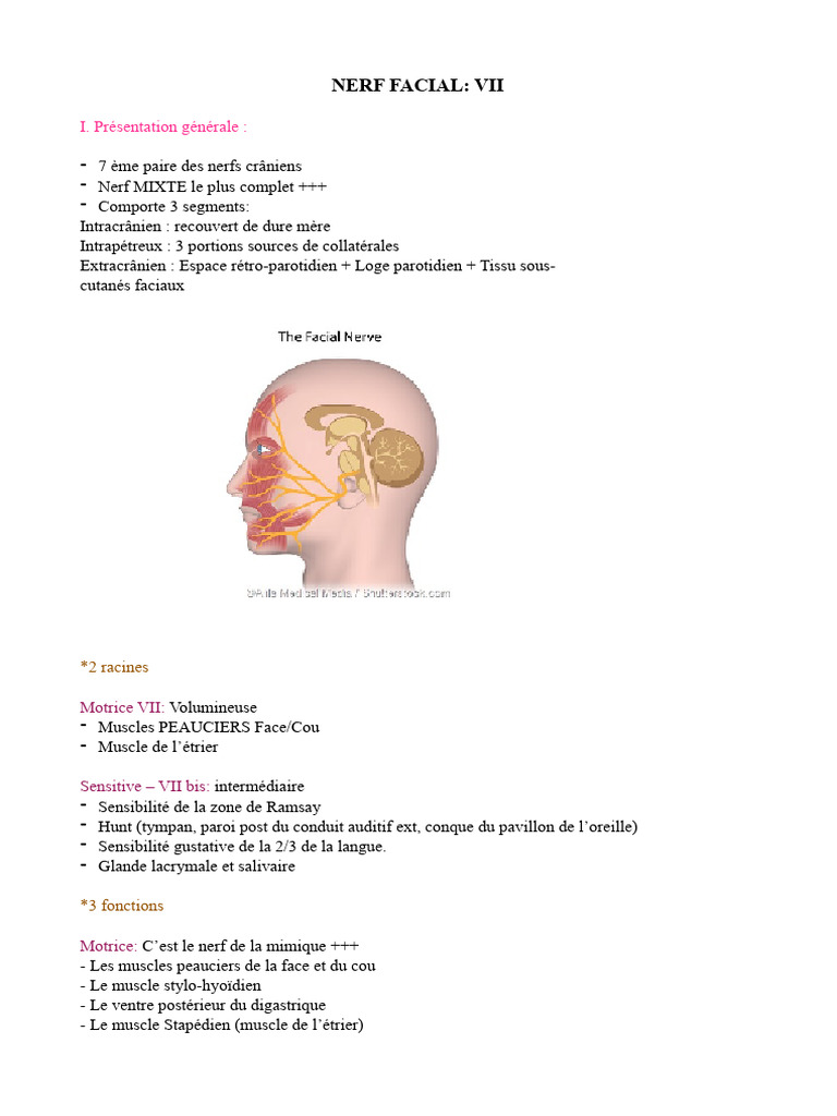 Anatomie et Trajet du Nerf Facial VII | PDF | Tête et cou chez l'humain ...