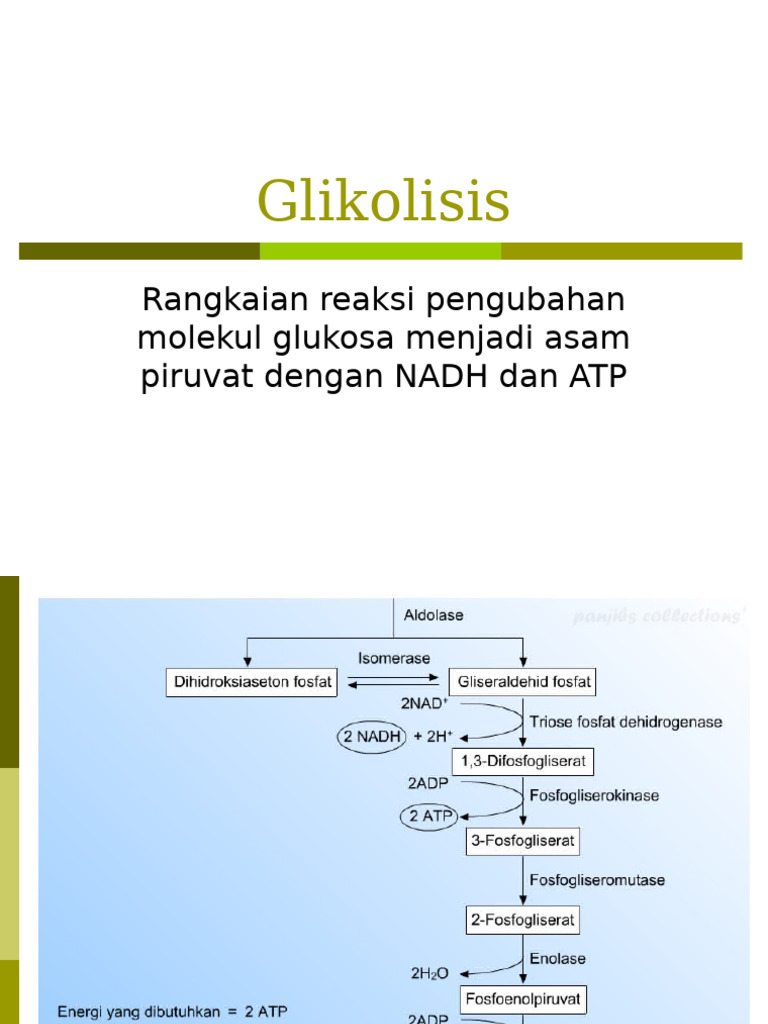 Sifat dan Proses Glikolisis | PDF