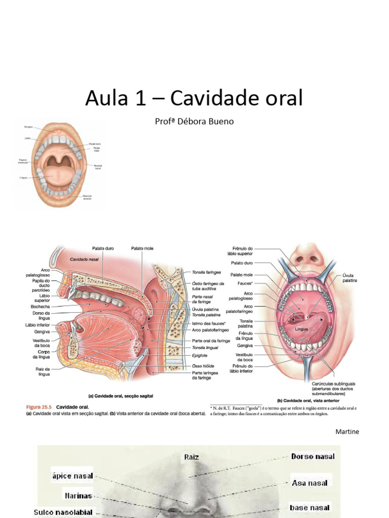 UC3 - Aula 1 - Cavidade Oral | PDF