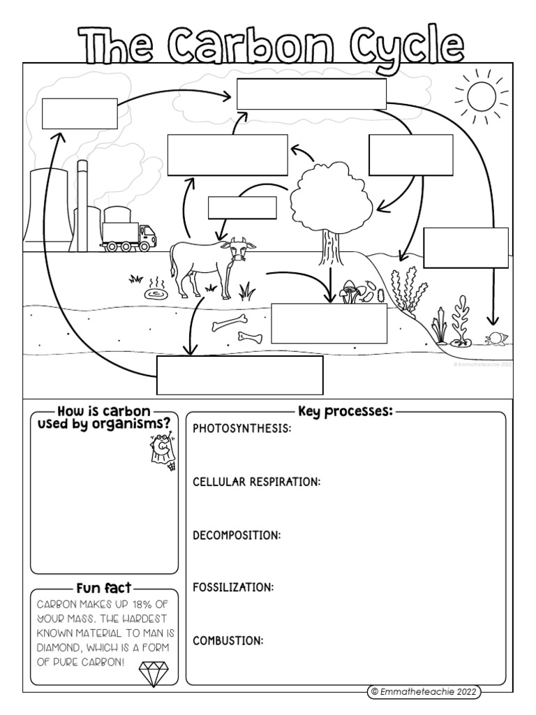02 Biogeochem Cycles - Black and White | PDF | Nitrogen | Phosphorus