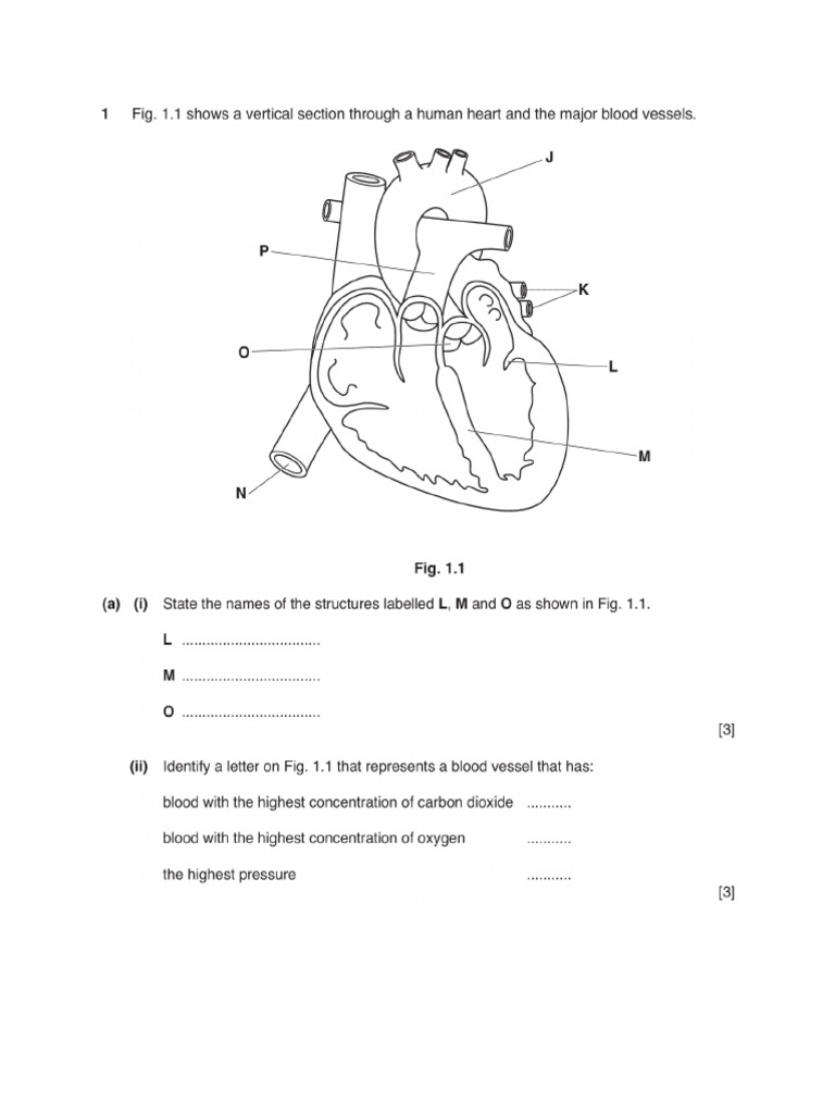 Final Practice Paper | PDF