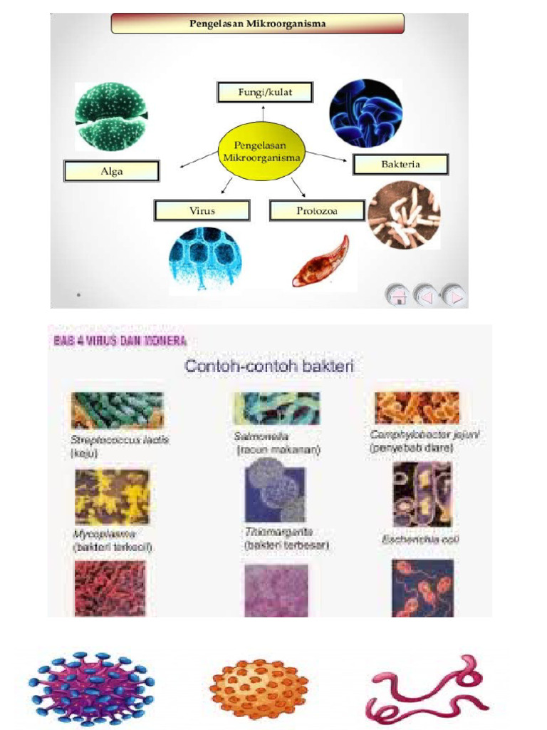 Jenis Miroorganisma | PDF