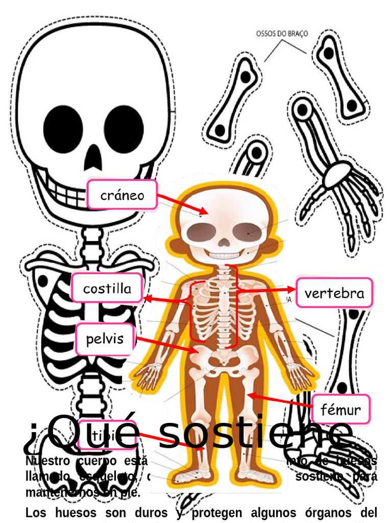 Ficha D3 Ct Que Necesita Mi Cuerpo Para Sostenerse Pdf Hueso