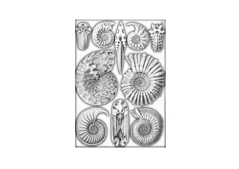Coloring Page Fossils - Free Printables - Img 11316 | PDF