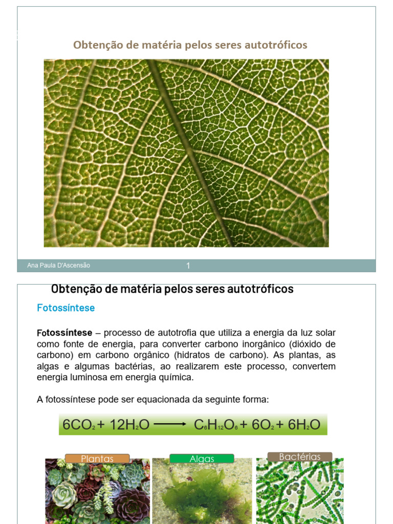 Fotossíntese e Autotrofia em Seres Vivos | PDF | Fotossíntese ...