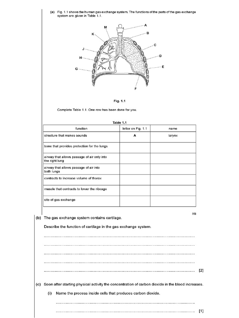 gas exchange questions IGCSE | PDF