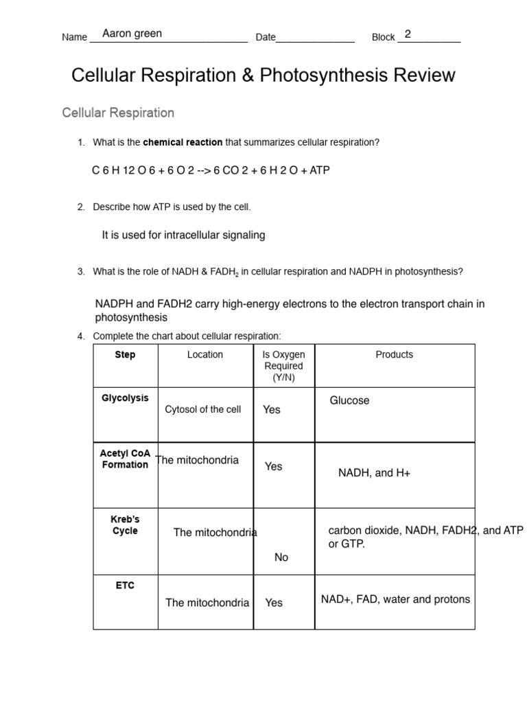 Cellular Respiration Review | PDF | Cellular Respiration | Mitochondrion