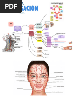 Diapositivas de Regiones de La Cara | PDF | Anatomía humana | Anatomía