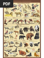 Wild Cat Family List by Lineage - Family | PDF | Felidae | Panthera