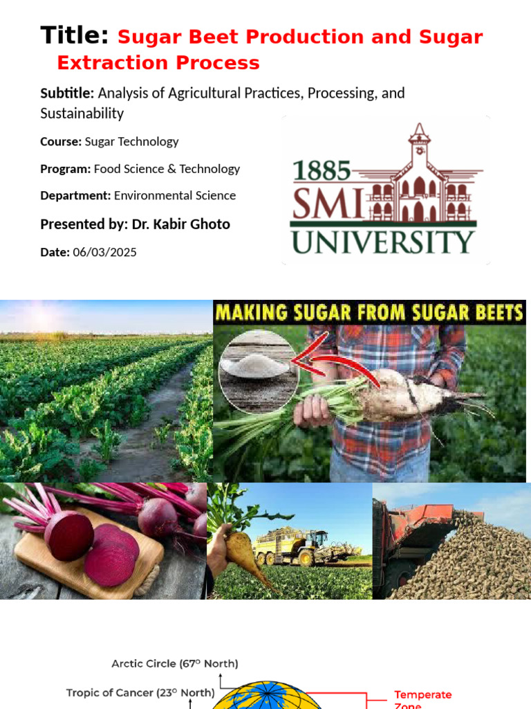 Sugar Beet Extraction Process Overview | PDF | Sugar Beet | Diet ...