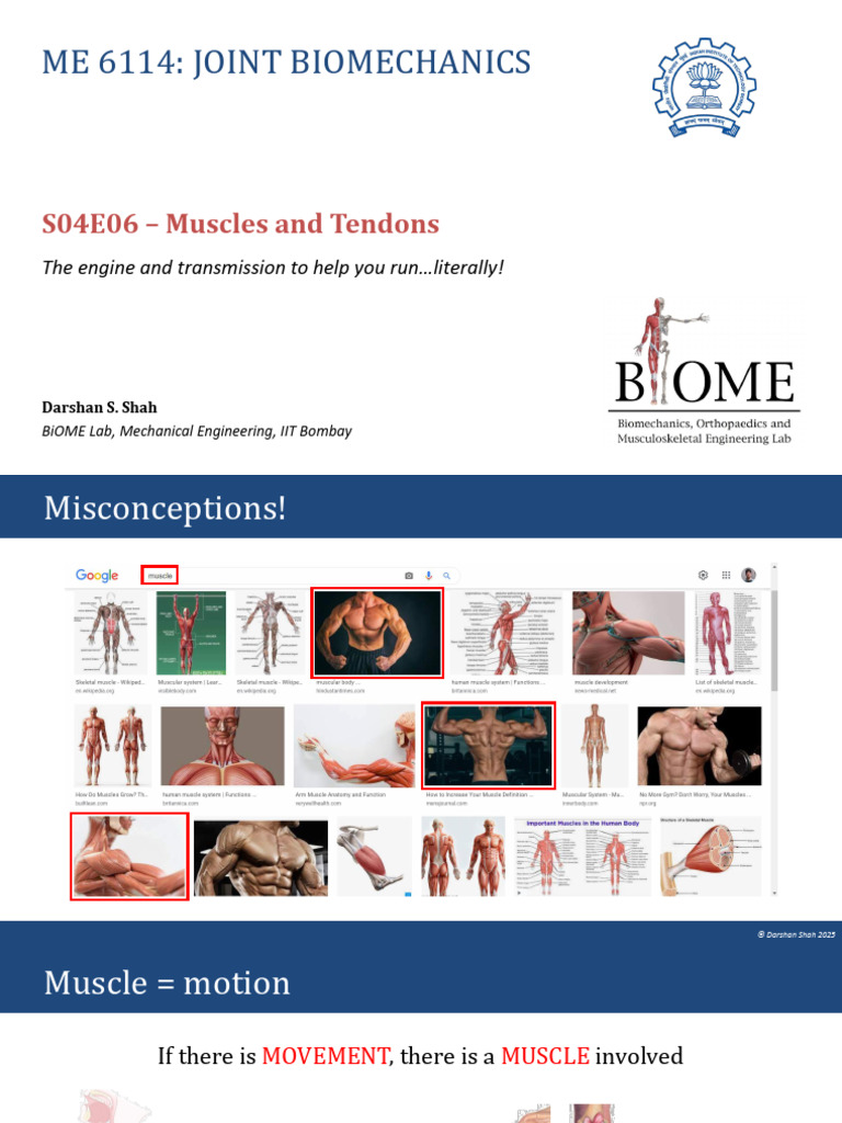 S04E06 - Muscles and Tendons | PDF | Skeletal Muscle | Musculoskeletal ...