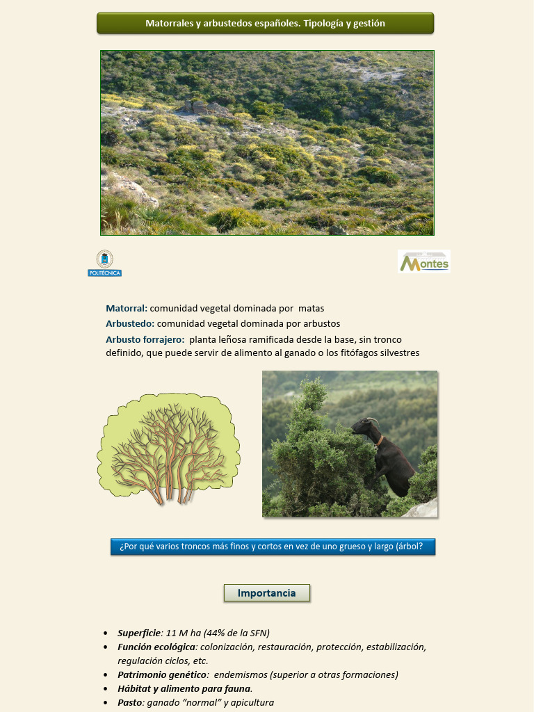 I Matorrales y Arbustedos CLASE | PDF | Botánica