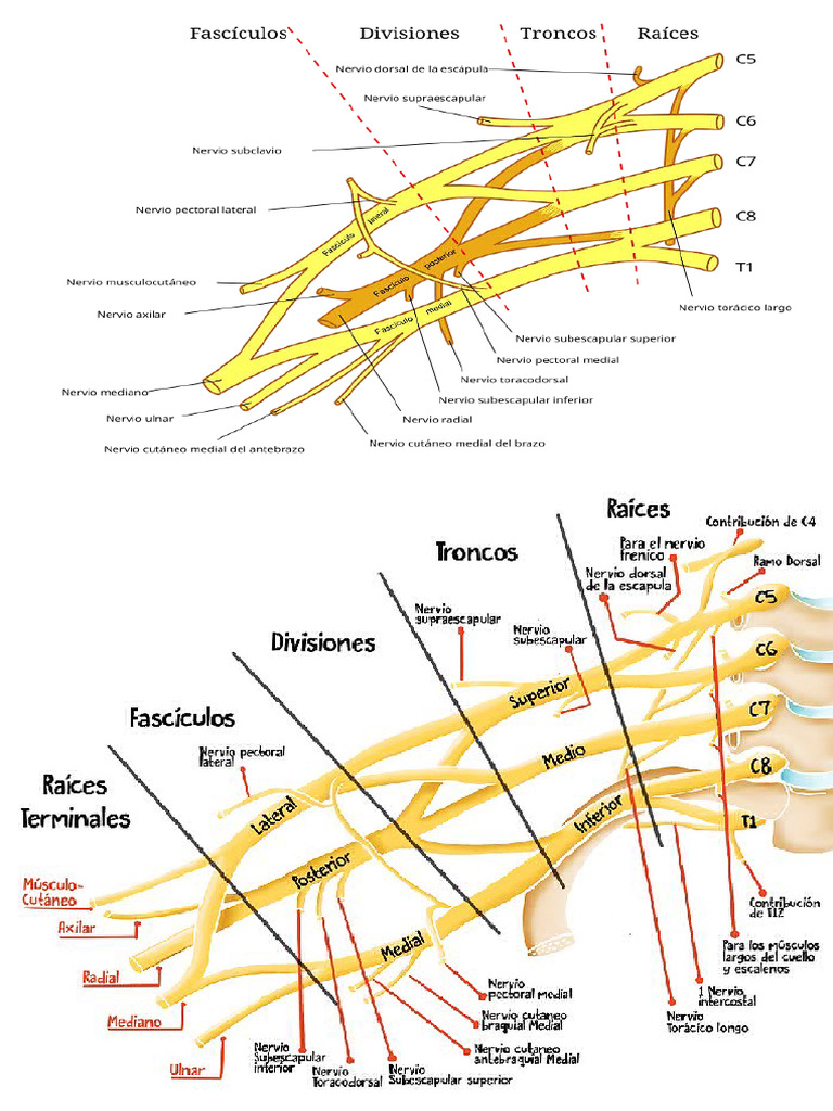 Plexo Braquial | PDF