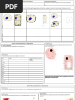 10biology Practical - Stomata | PDF | Stoma | Leaf