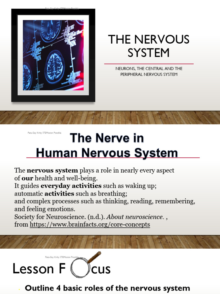 Nervous System Full Edition | PDF | Nervous System | Central Nervous System
