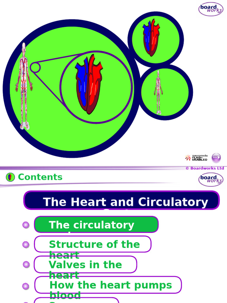 KS4 The Heart and Circulatory System | PDF | Heart | Heart Valve