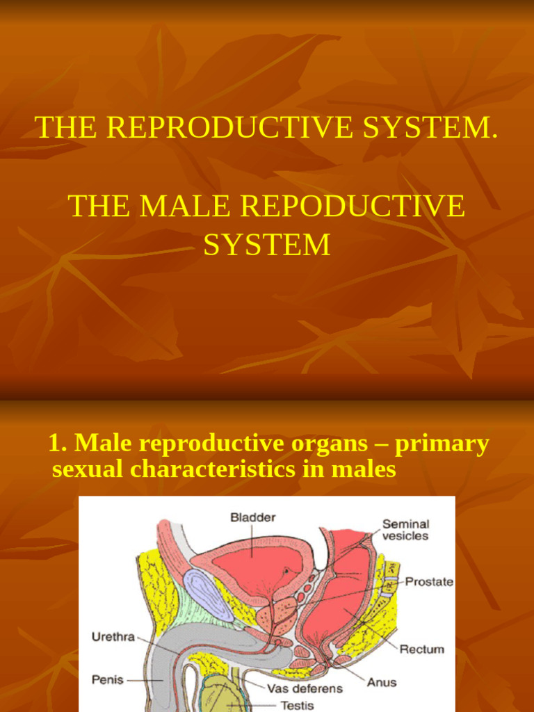 The Male Reproductive System | PDF