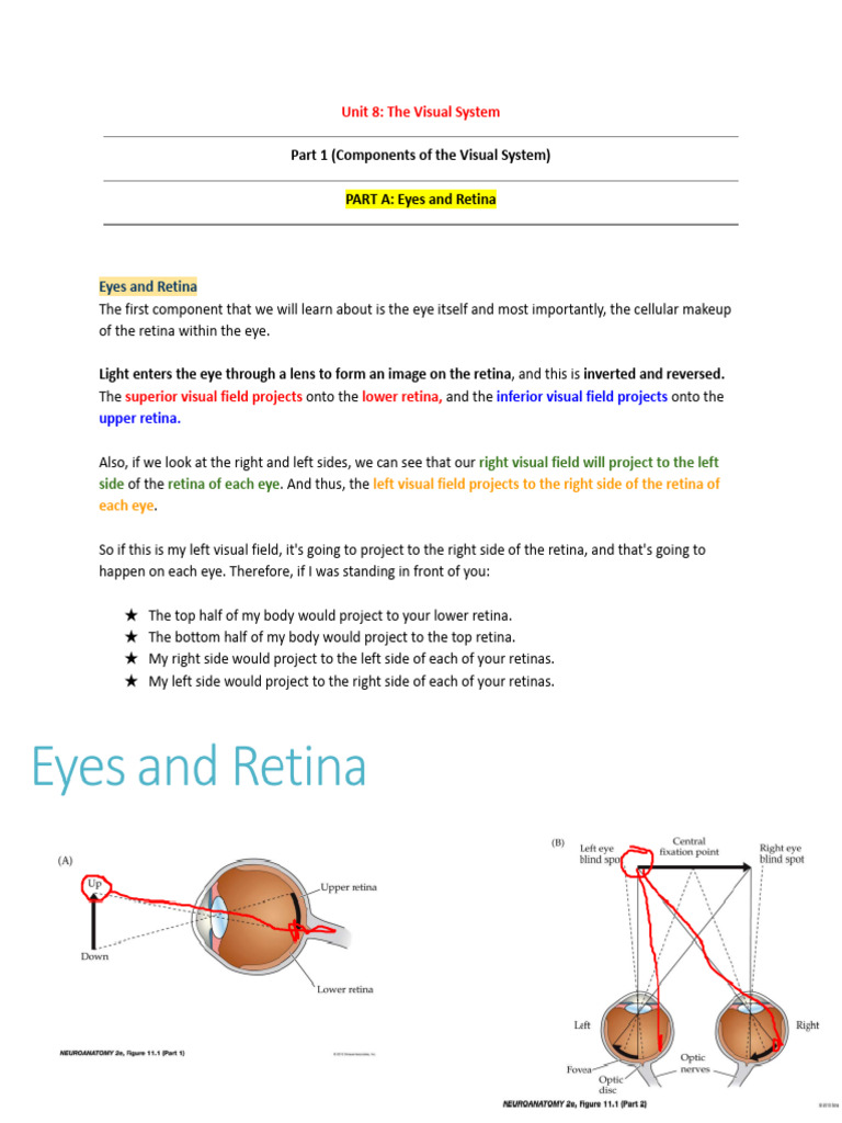 Unit 8 - The Visual System | PDF | Visual System | Retina
