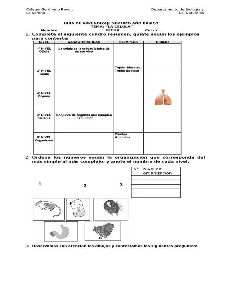 Organización de Células y Organismos | PDF | Biología Celular) | Organismos