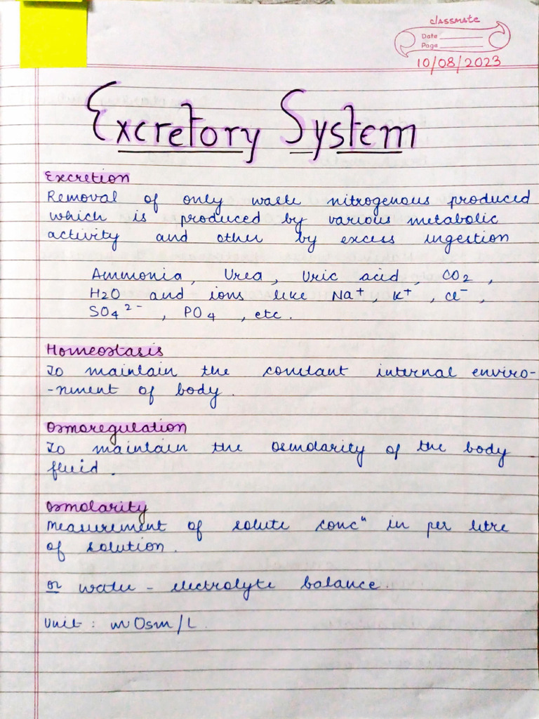 Excretory System | PDF