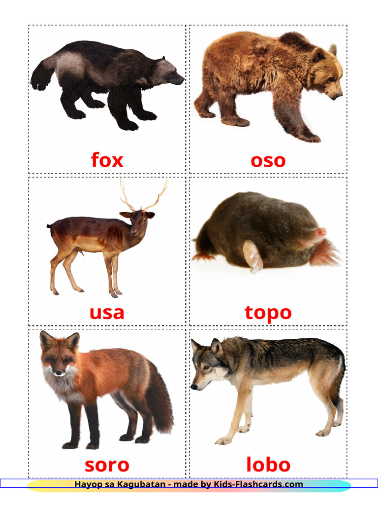 Mga Hayop sa Kagubatan Flashcards | PDF
