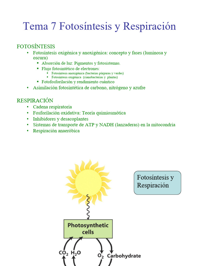 Cap 7 Fotosíntesis y Respiración | PDF | Fotosíntesis | Respiración celular
