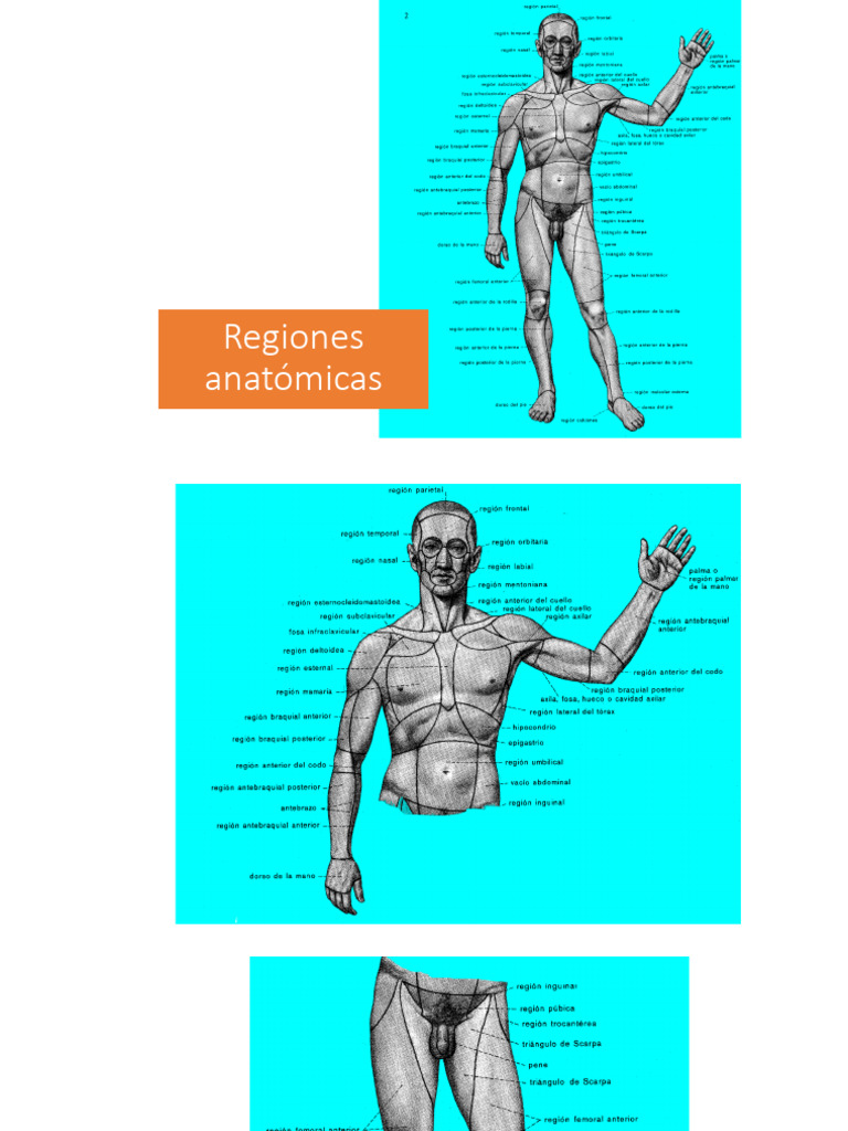 Regiones anatómicas (4) | PDF