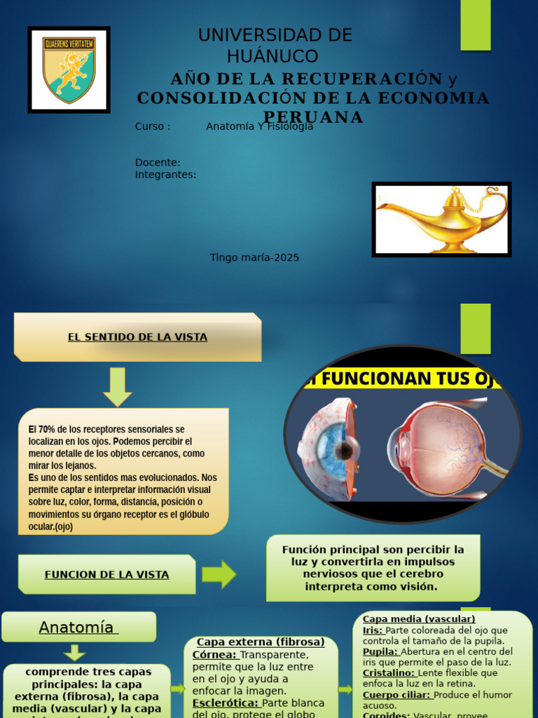 Vista Anatomiaaaa | PDF | Ojo humano | Percepción visual