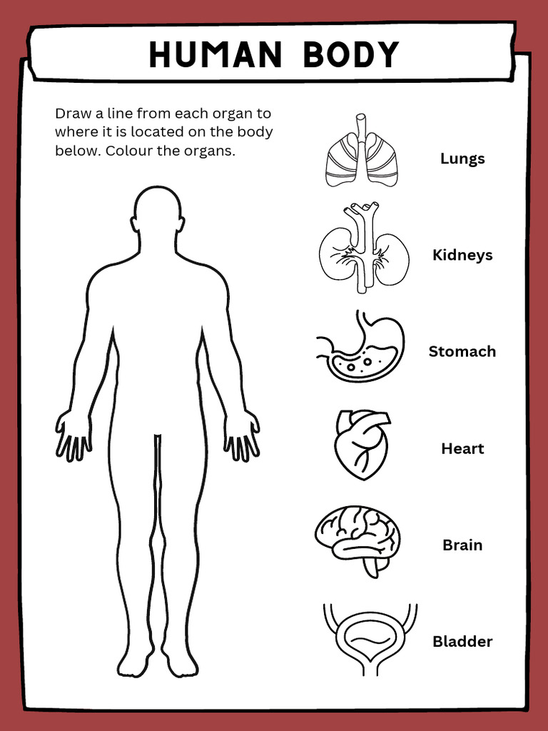 Human Anatomy Body Organ Worksheet in Black and Red Simple Style | PDF