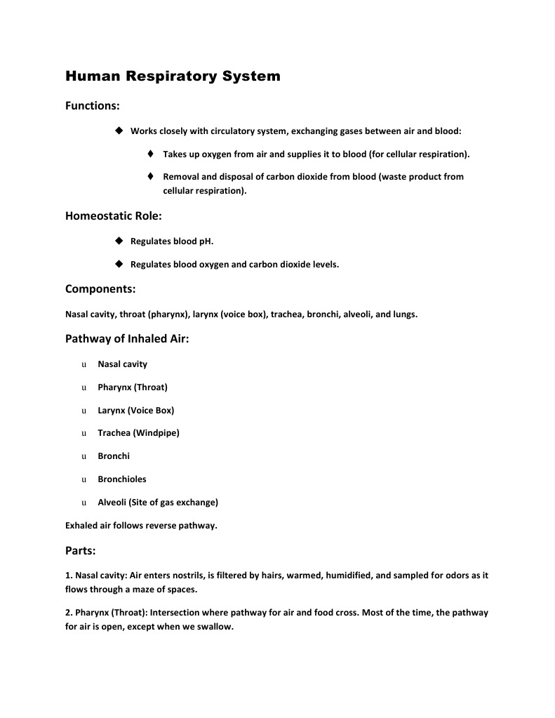Human Respiratory System | PDF | Respiratory System | Exhalation