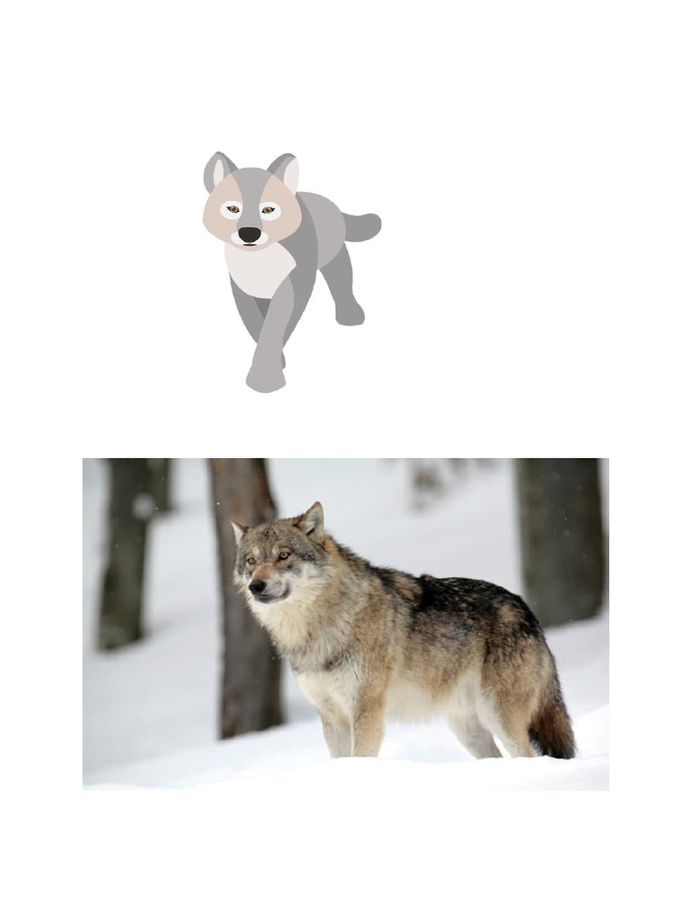 Imagier C'est Moi L Plus Fort | PDF