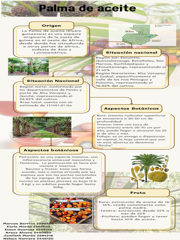 Infografía PALMA DE ACEITE | PDF | Arecaceae | Plantas
