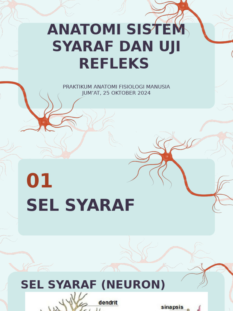 Anatomi Sistem Syaraf Dan Uji Refleks - Fix | PDF