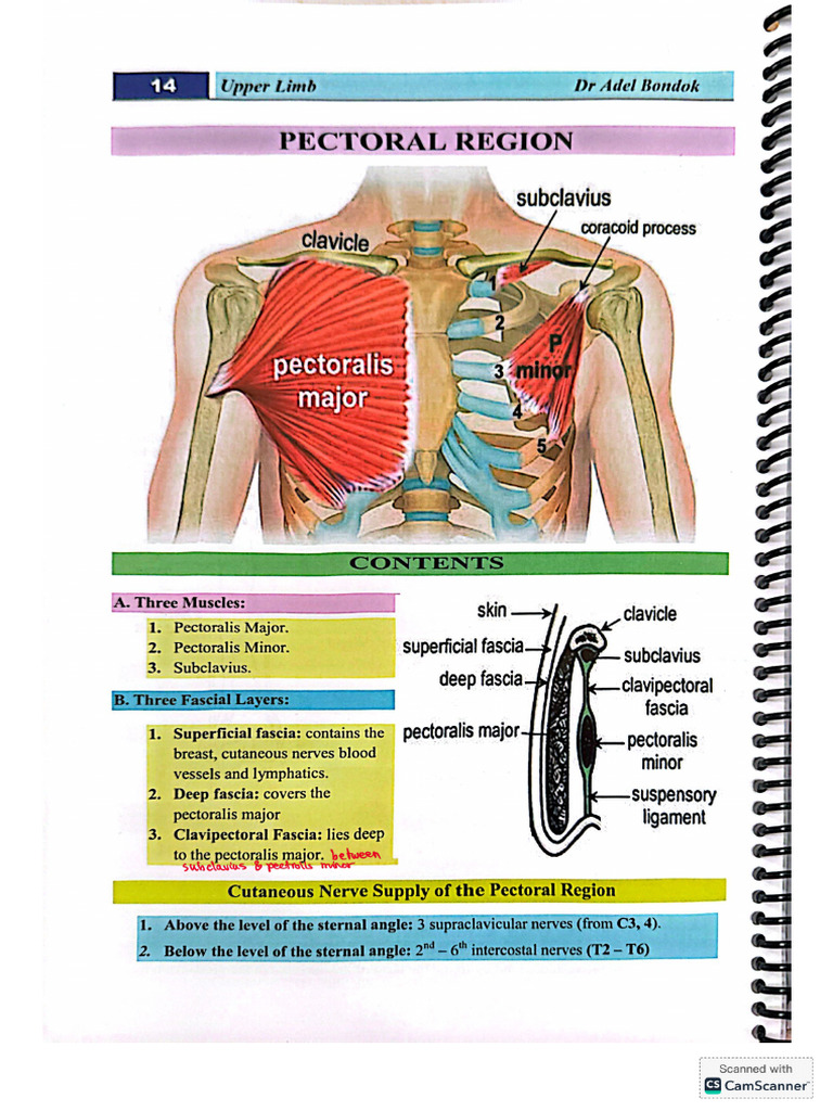 Pectoral Region & Axilla | PDF