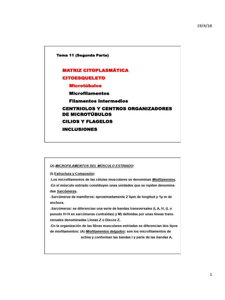 Tema 11 Biol. Cel. 2 P | PDF | Músculo | Actina